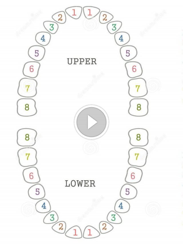Understanding Teeth Numbering: 4 Quadrants and Key Name Understanding Teeth Numbering: 4 Quadrants and Key Name