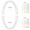 Teeth Numbering Chart: How Are Teeth Numbered in 4 Quadrants?