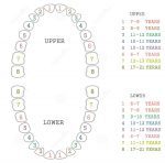 Numeración De Dientes: 4 Cuadrantes y Nombres Importantes