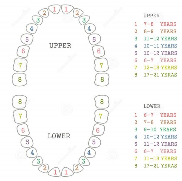 Teeth Numbering Chart: How Are Teeth Numbered in 4 Quadrants?