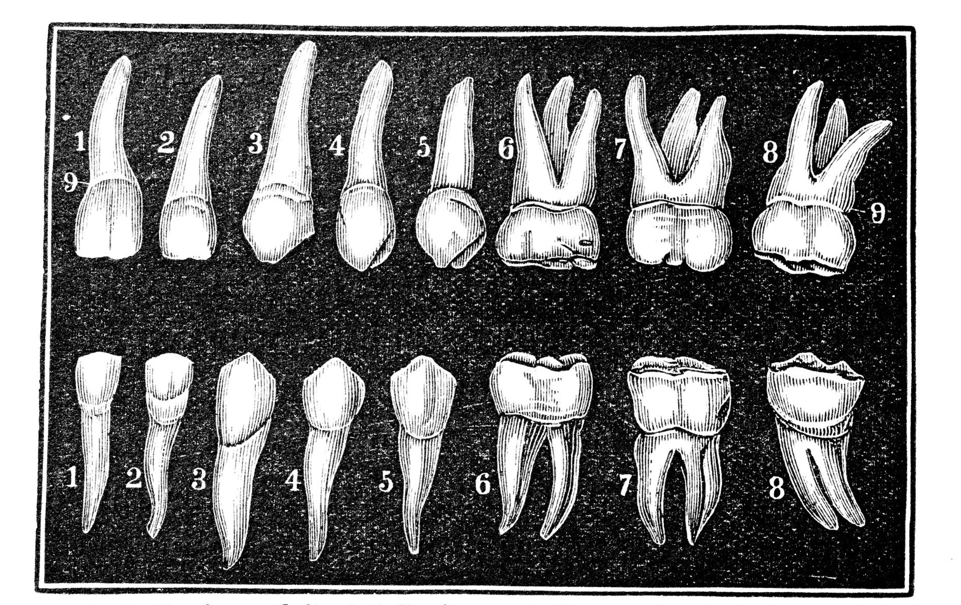 Universal Numbering System Human Dental Chart